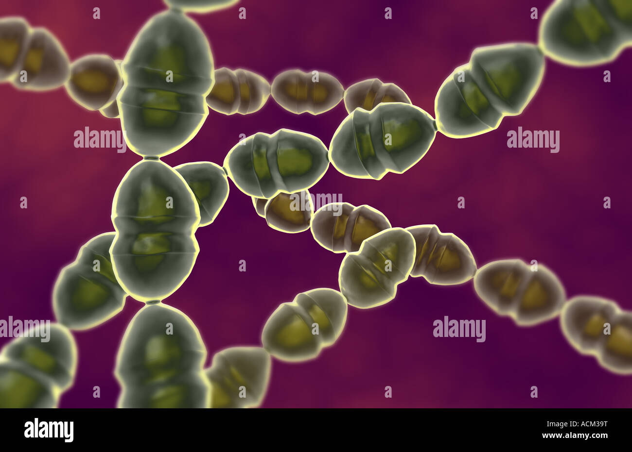Streptococcus pyogenes Banque de photographies et d’images à haute ...