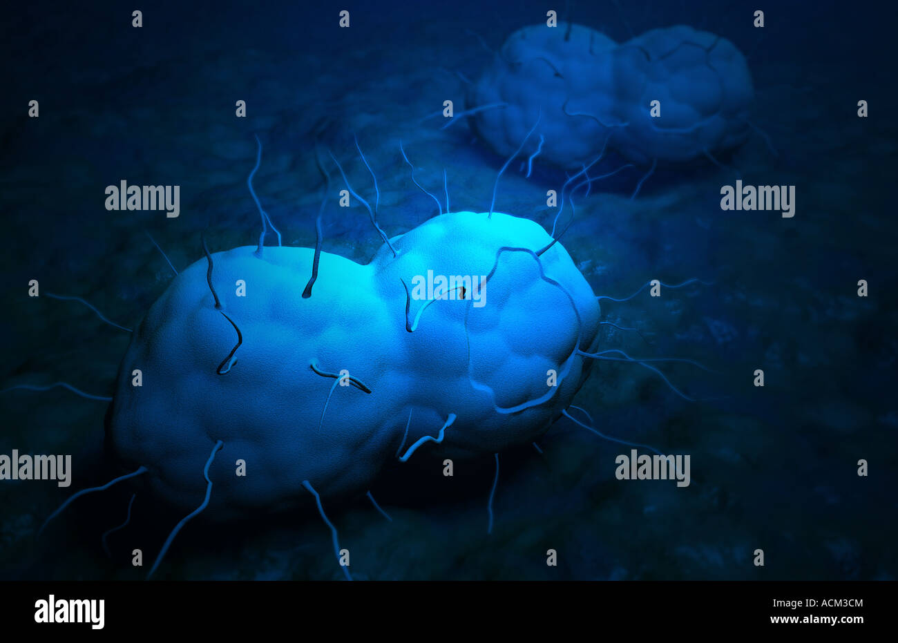 Neisseria gonorrhea Banque de photographies et d’images à haute ...