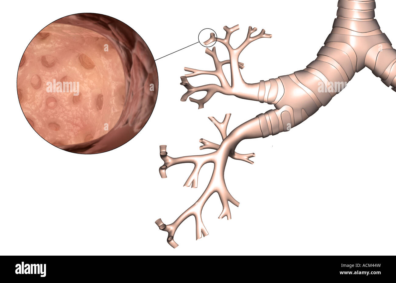 L'arbre bronchique et les alvéoles Photo Stock - Alamy