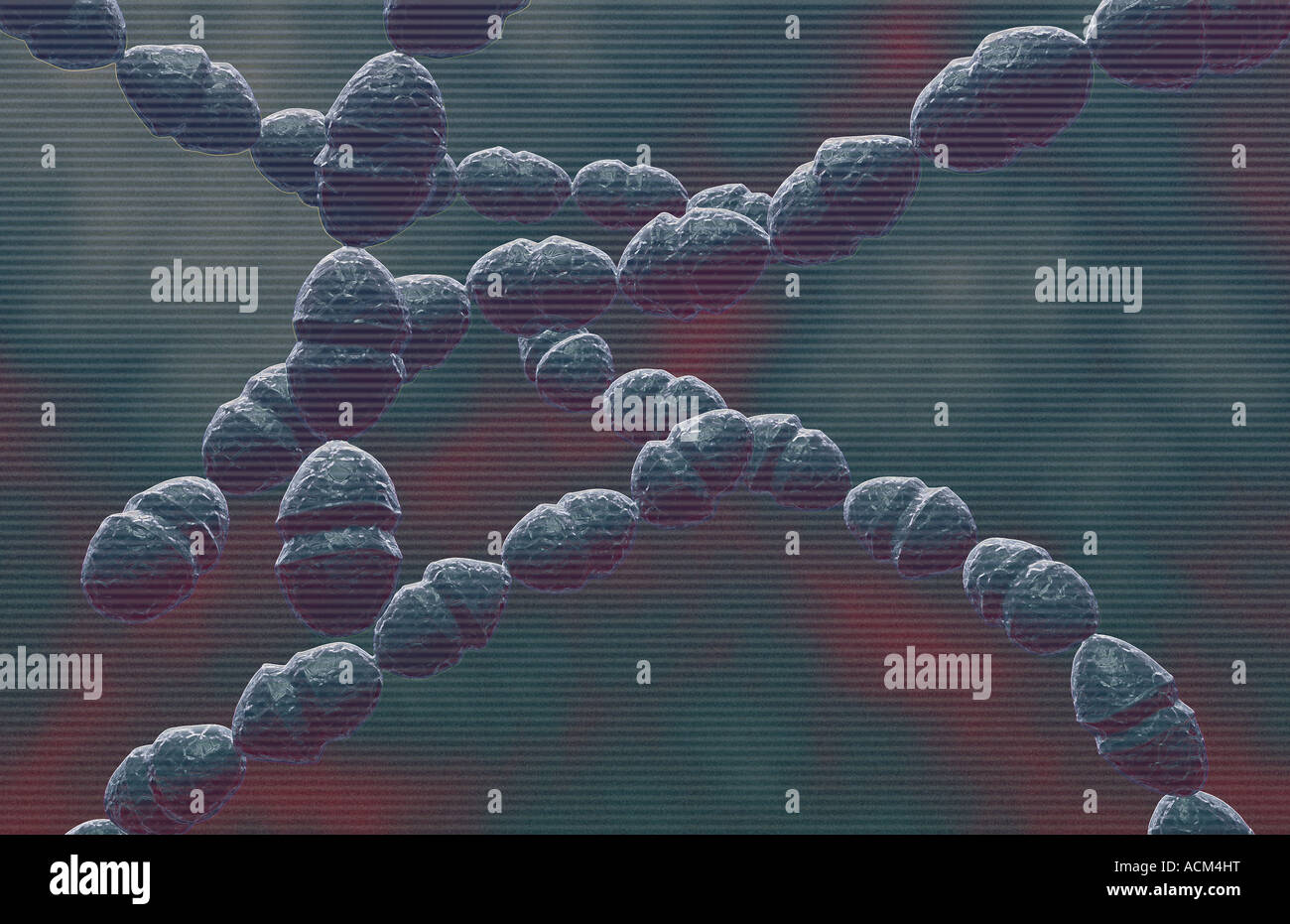 Streptococcus pyogenes Banque de photographies et d’images à haute ...