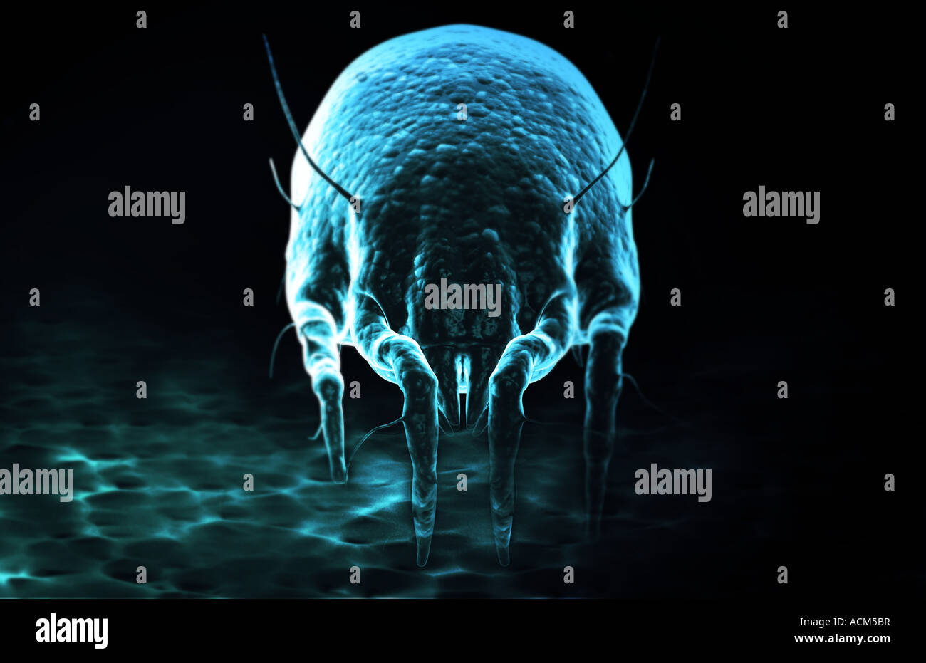 Dust mite Banque de photographies et d’images à haute résolution - Alamy
