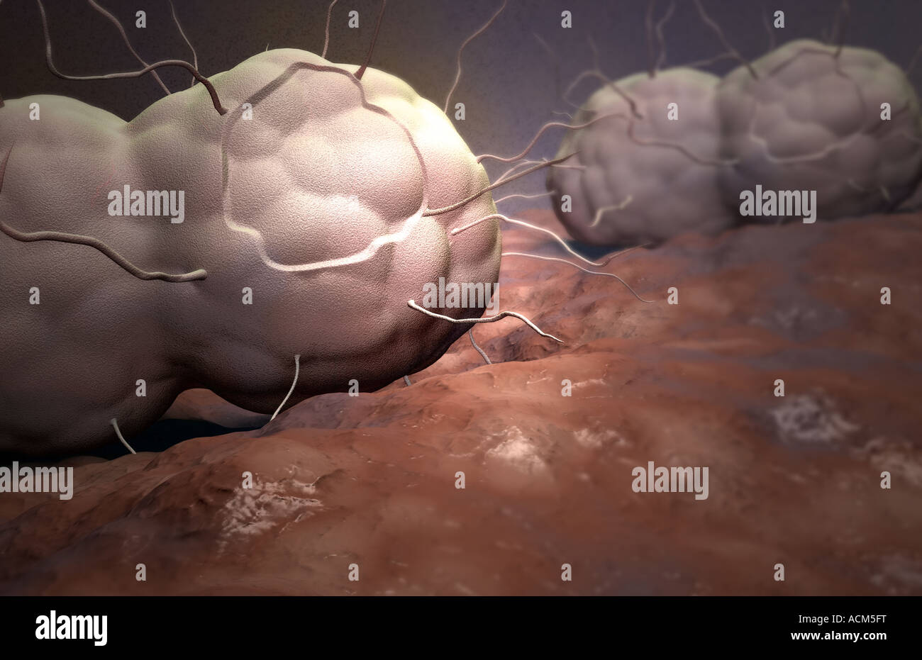 Neisseria gonorrhea Banque de photographies et d’images à haute ...