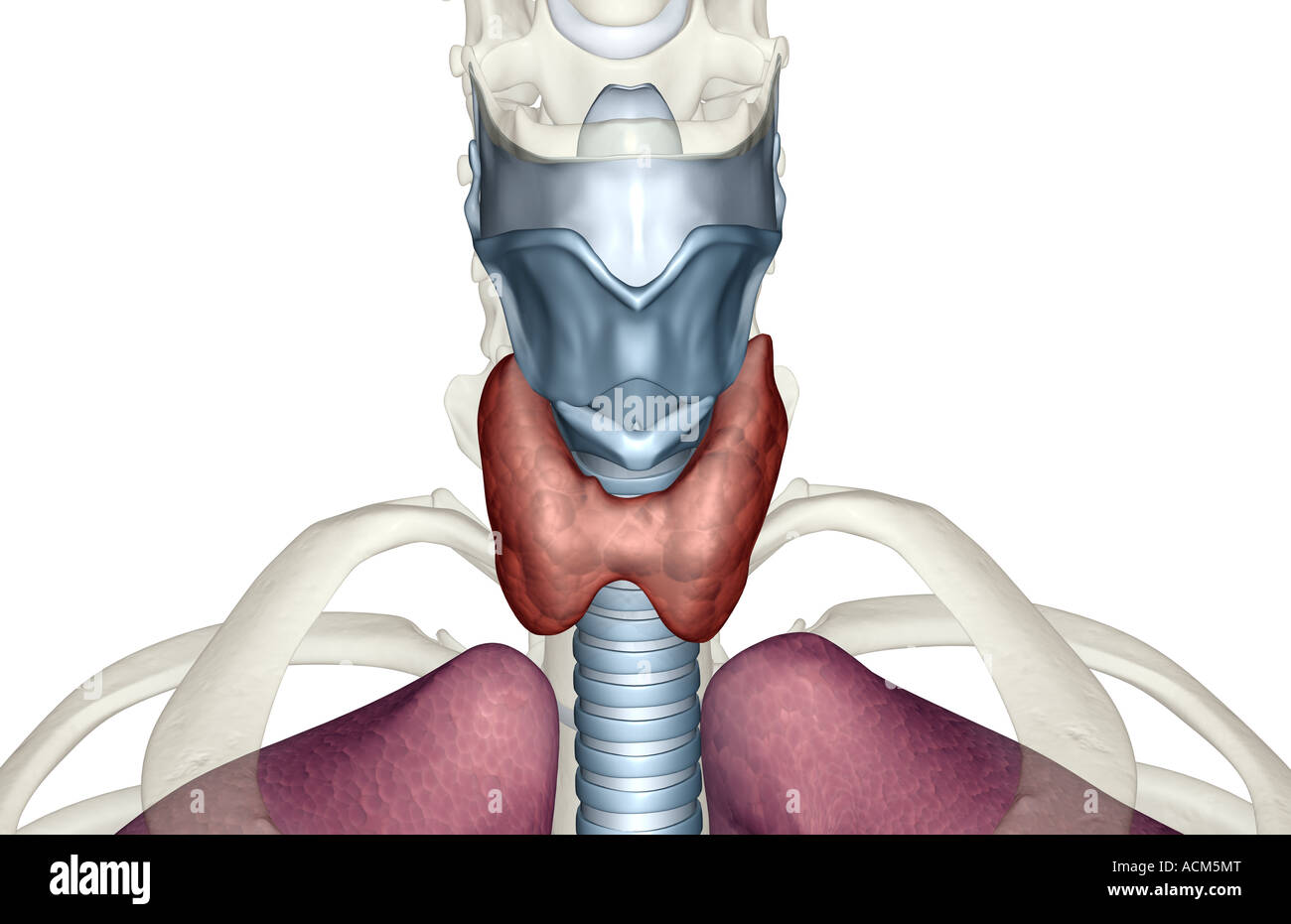 Hyoid skeleton Banque de photographies et d’images à haute résolution ...