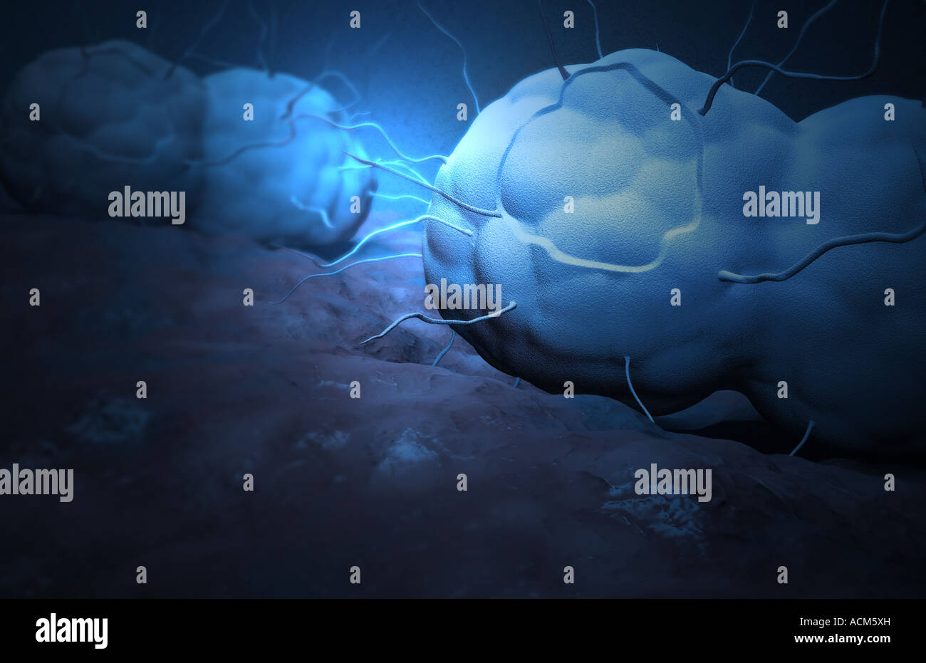 Neisseria gonorrhea Banque de photographies et d’images à haute ...