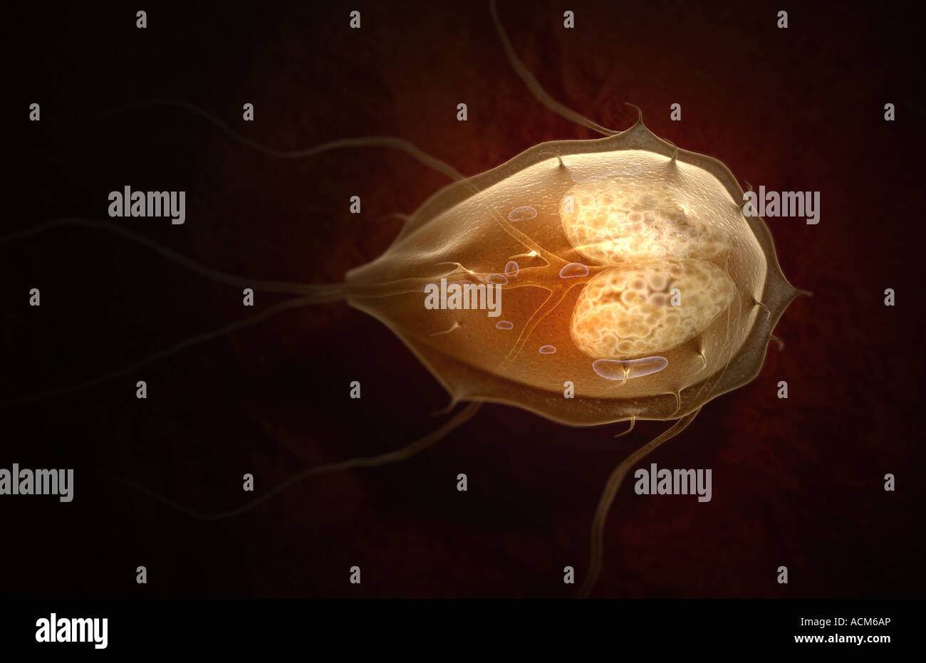 Giardia lamblia Banque de photographies et d’images à haute résolution ...
