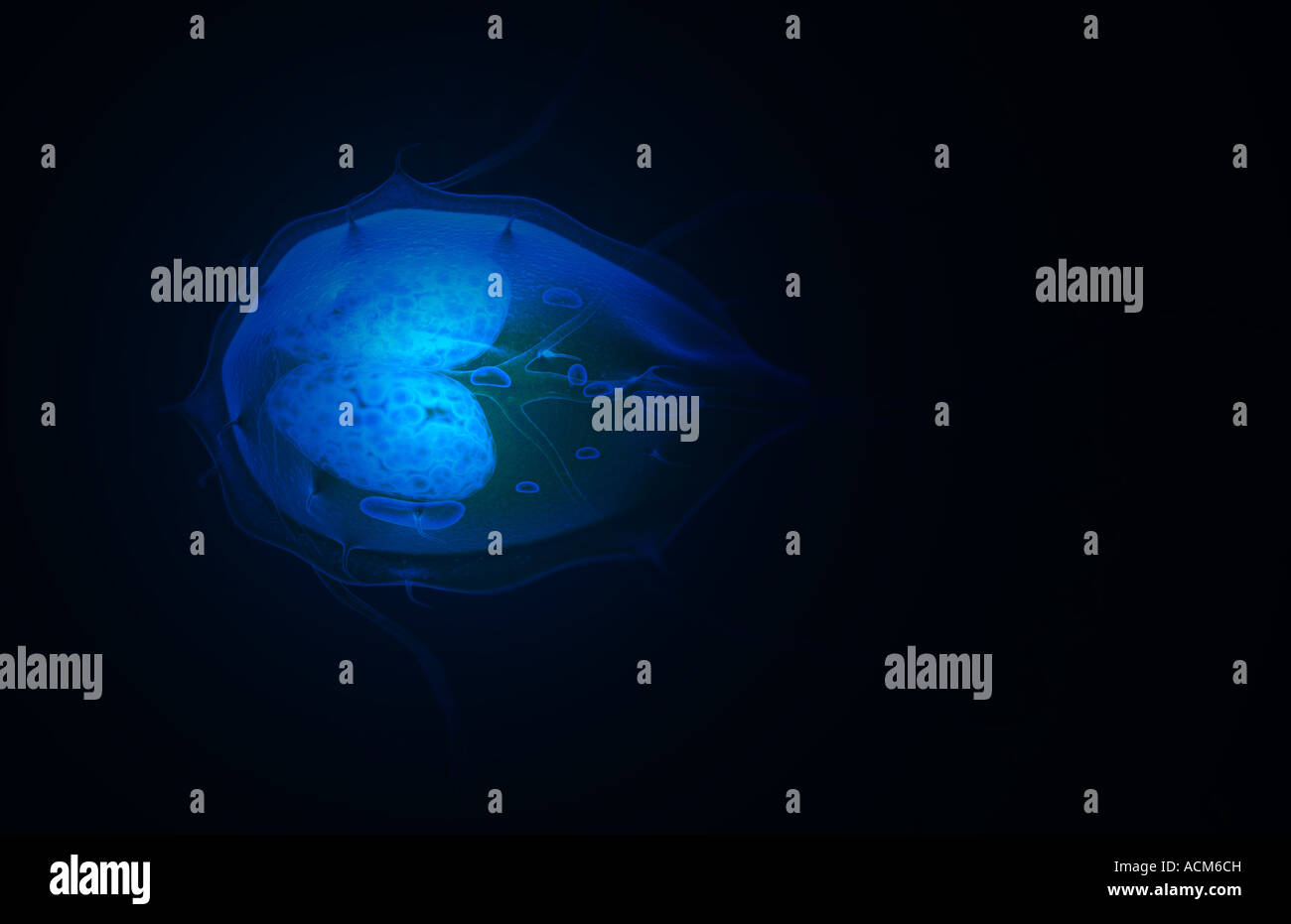 Giardia lamblia Banque de photographies et d’images à haute résolution ...