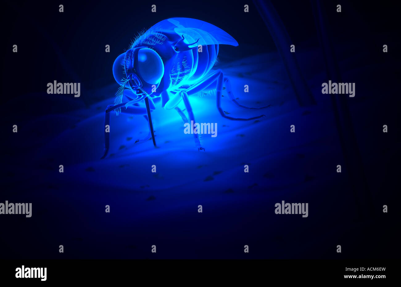 Tsetse fly Banque de photographies et d’images à haute résolution - Alamy