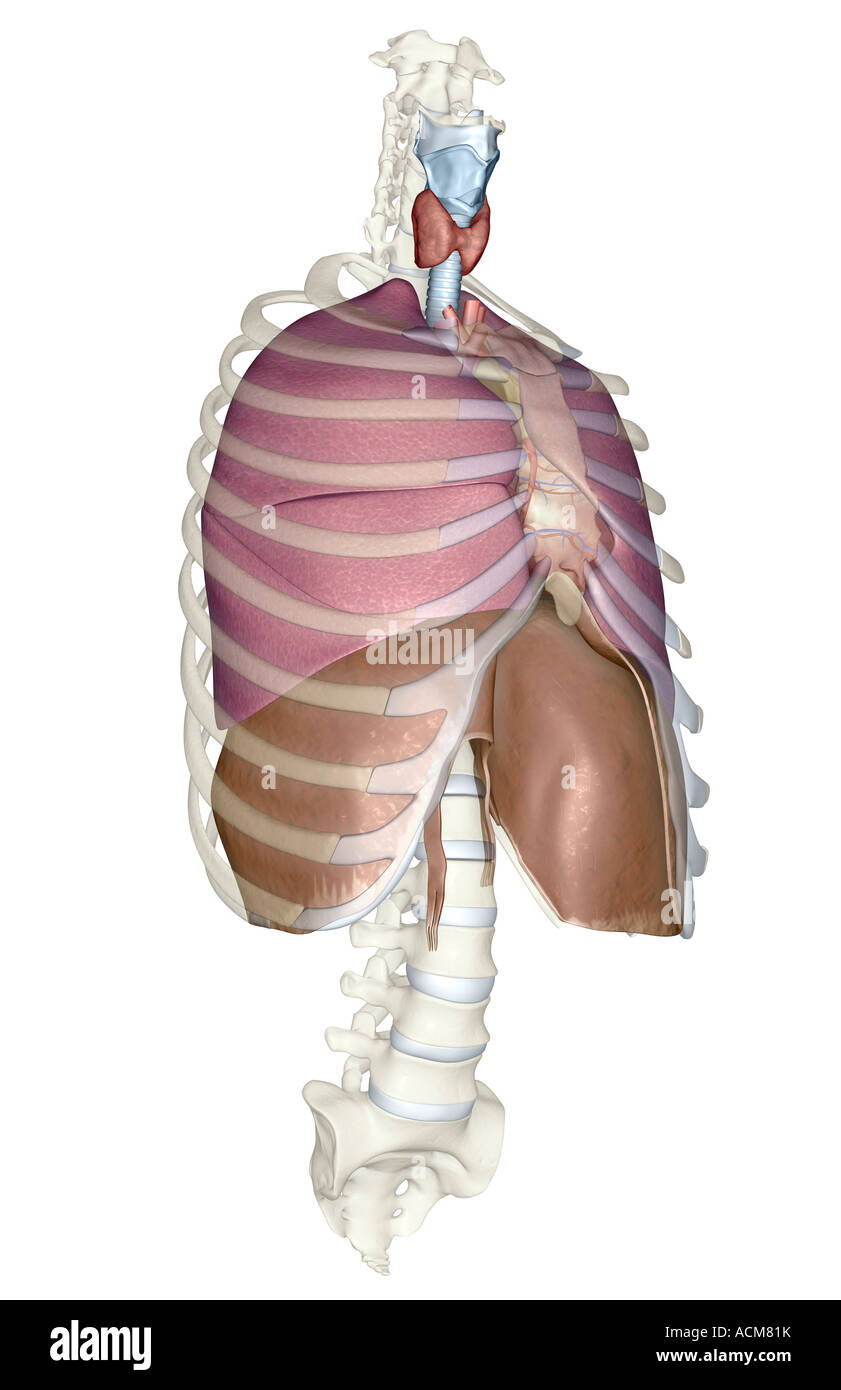 Le système respiratoire Photo Stock - Alamy