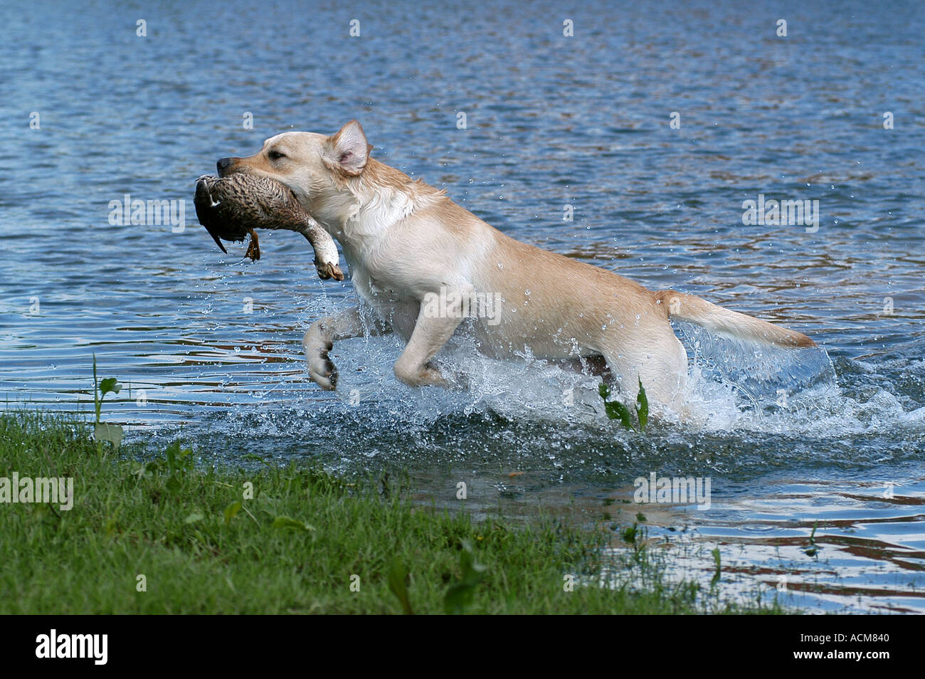 Canard labrador Banque de photographies et d’images à haute résolution ...