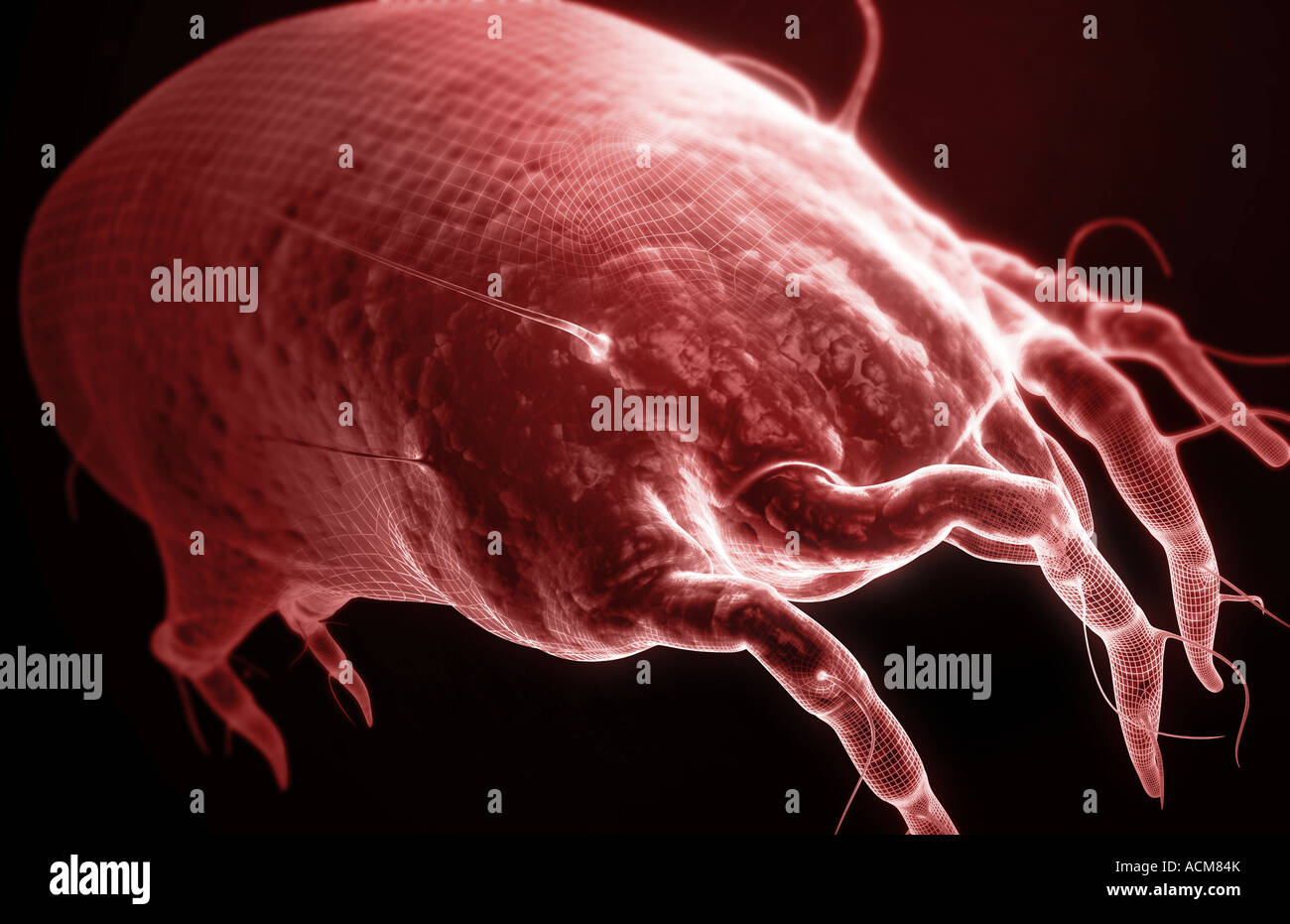 Dermatophagoides farinae Banque de photographies et d’images à haute ...