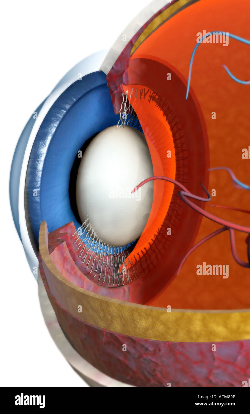 Structure de l'oeil Photo Stock - Alamy
