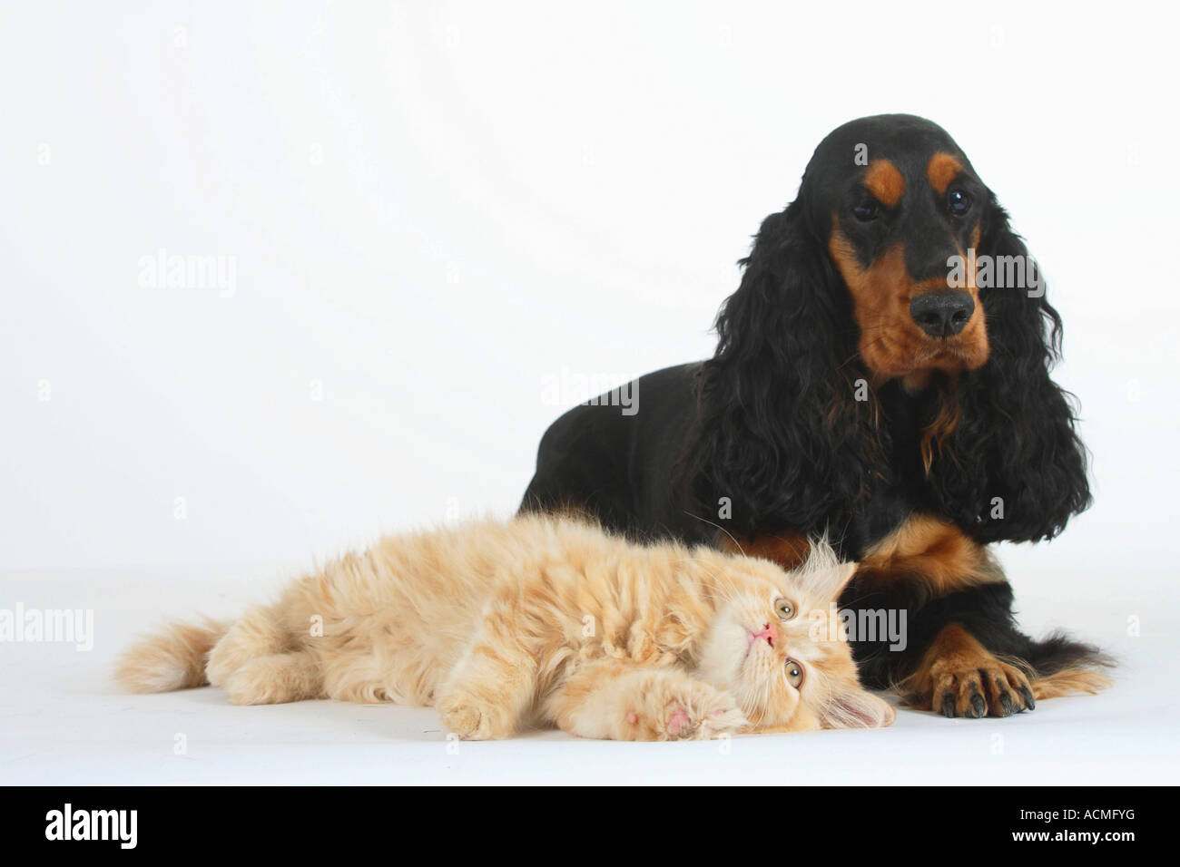 Spaniel and cat Banque de photographies et d’images à haute résolution ...