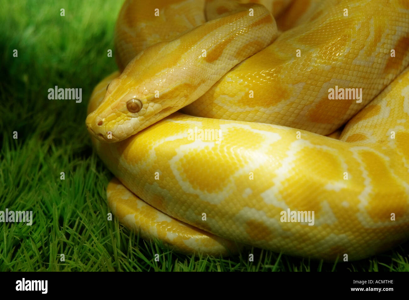 Albino r Banque de photographies et d’images à haute résolution - Alamy