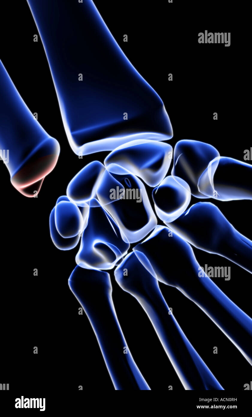 Anatomie Du Carpe Du Poignet Banque d'image et photos - Alamy