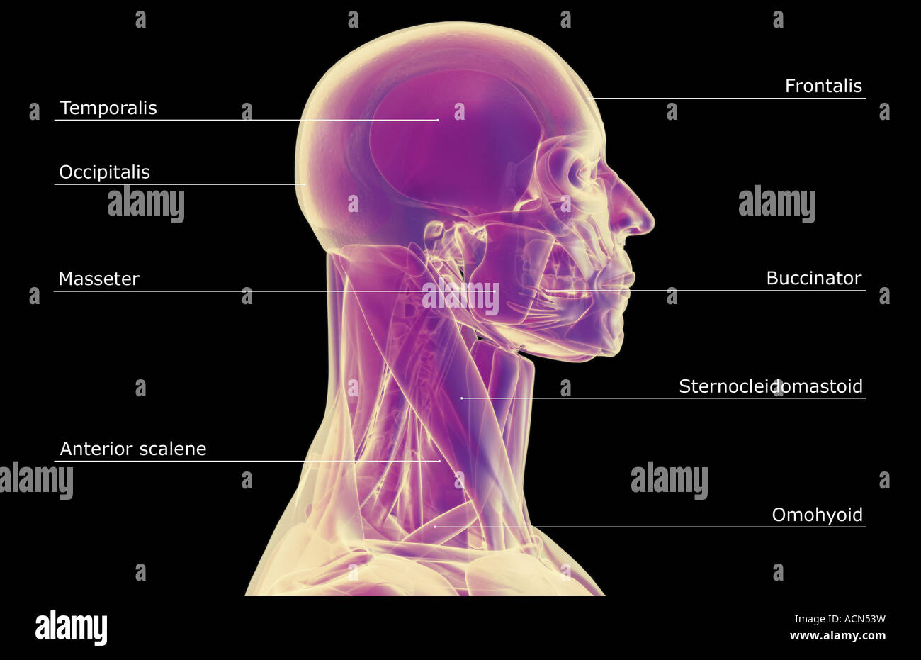 Muscles de la tête, du cou Banque de photographies et d’images à haute ...