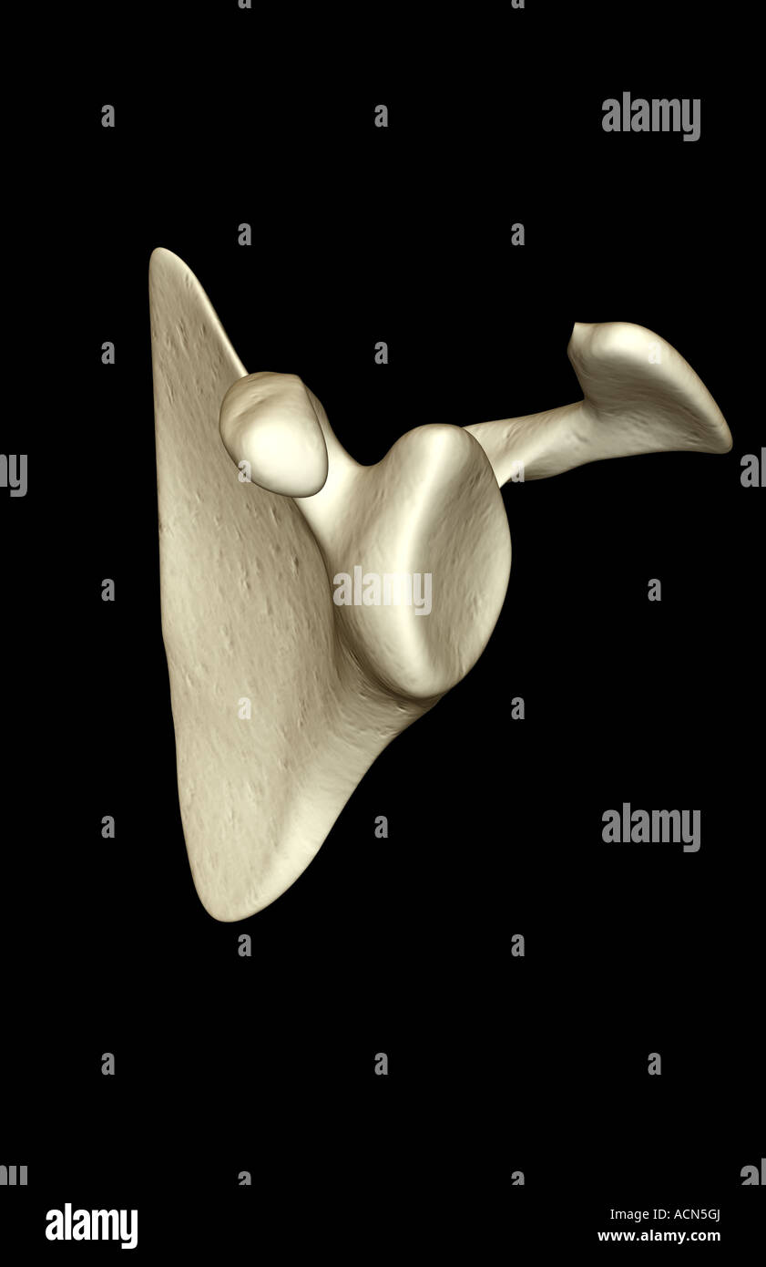 Processus coracoïde Banque de photographies et d’images à haute ...