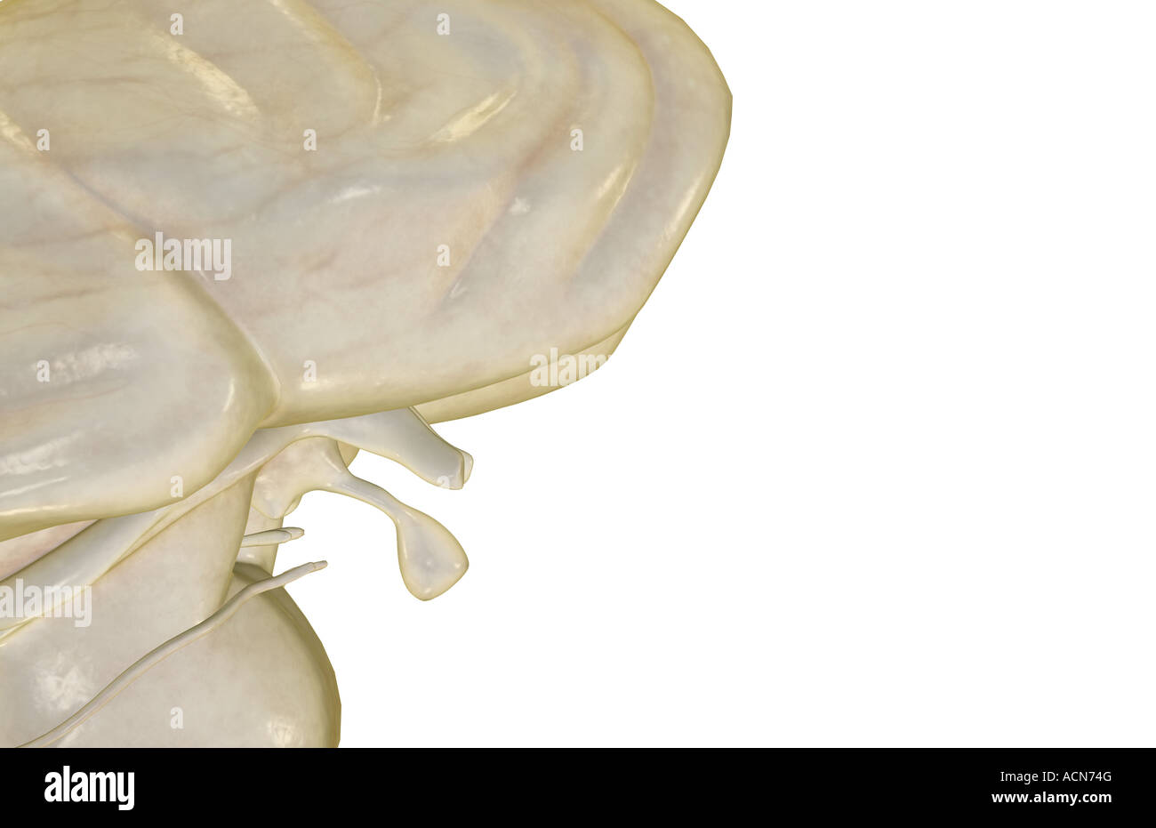 Anatomie du tronc cérébrale Banque de photographies et d’images à haute ...