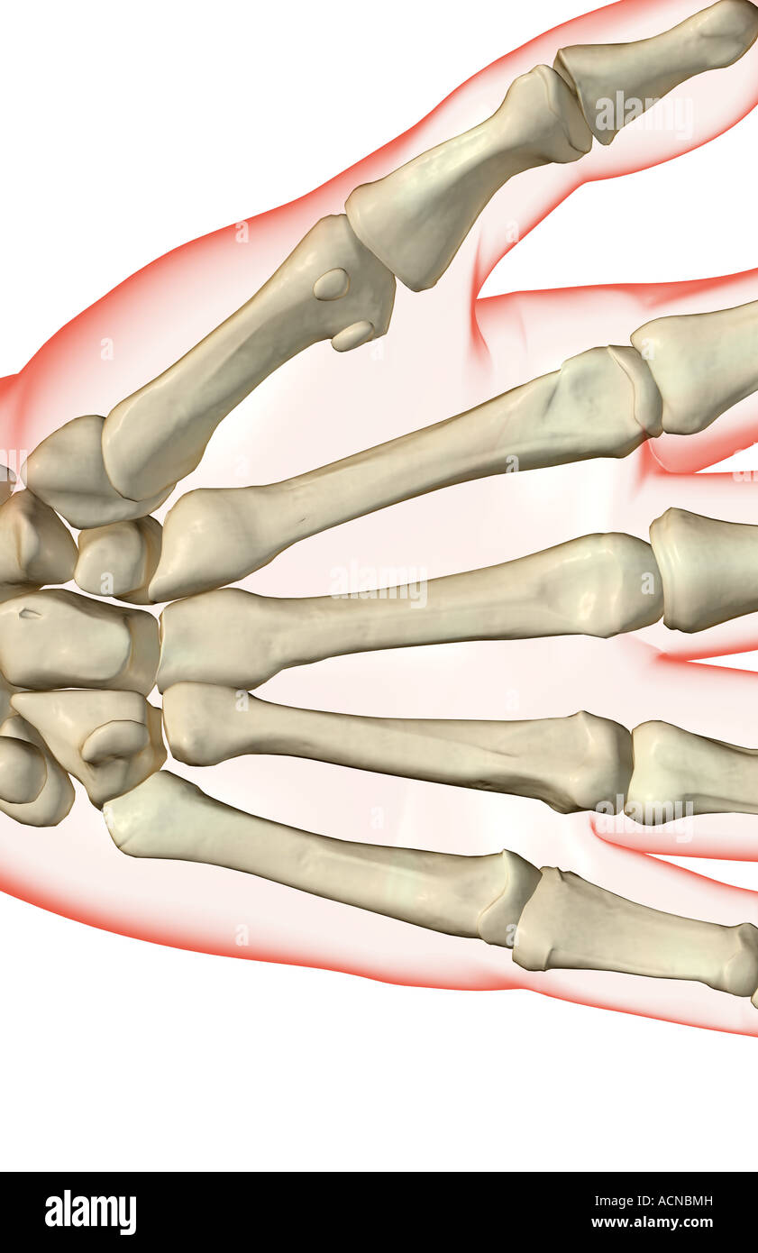 Os de la main Banque de photographies et d’images à haute résolution ...