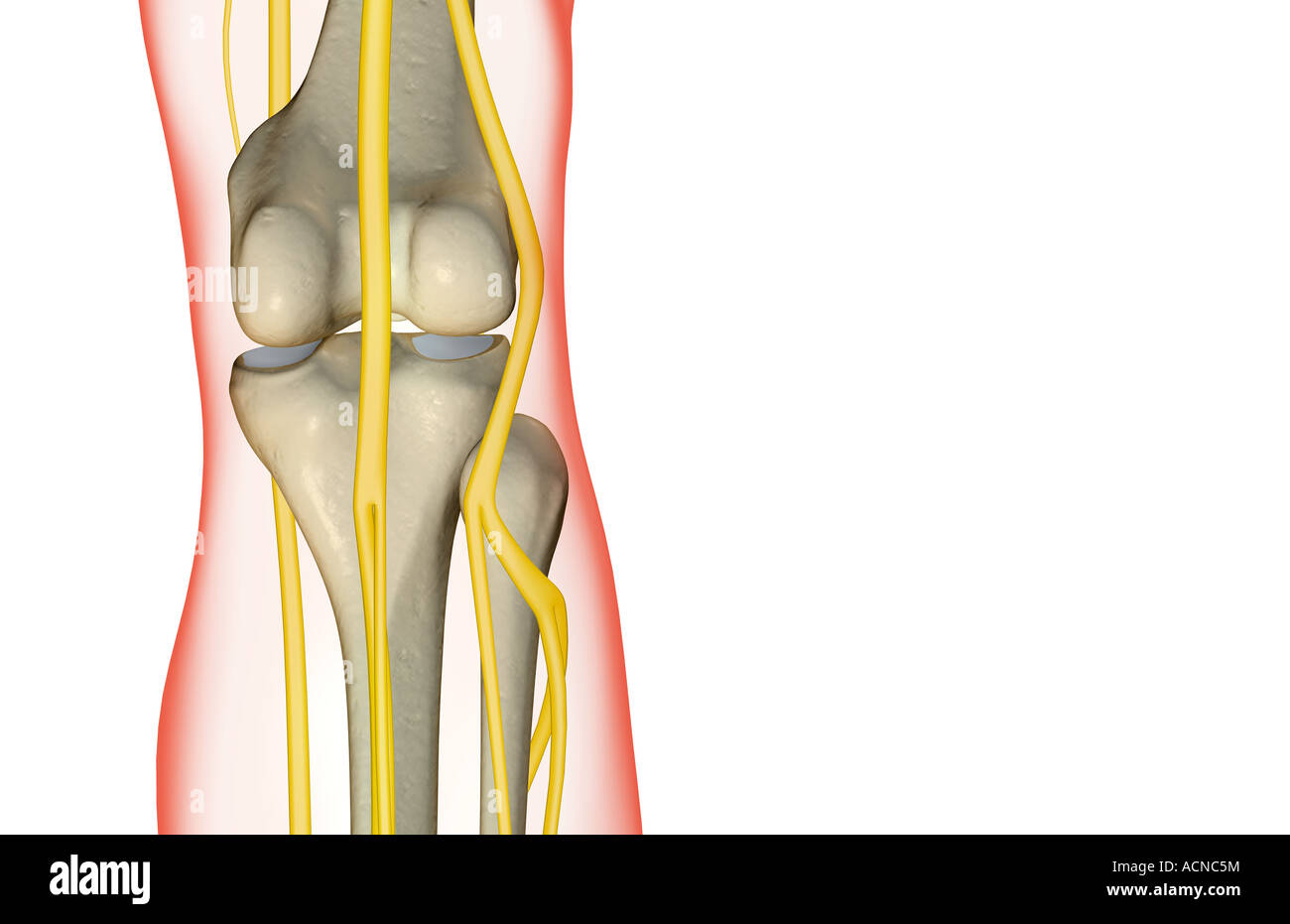 Nerf Tibial Banque d'image et photos - Alamy