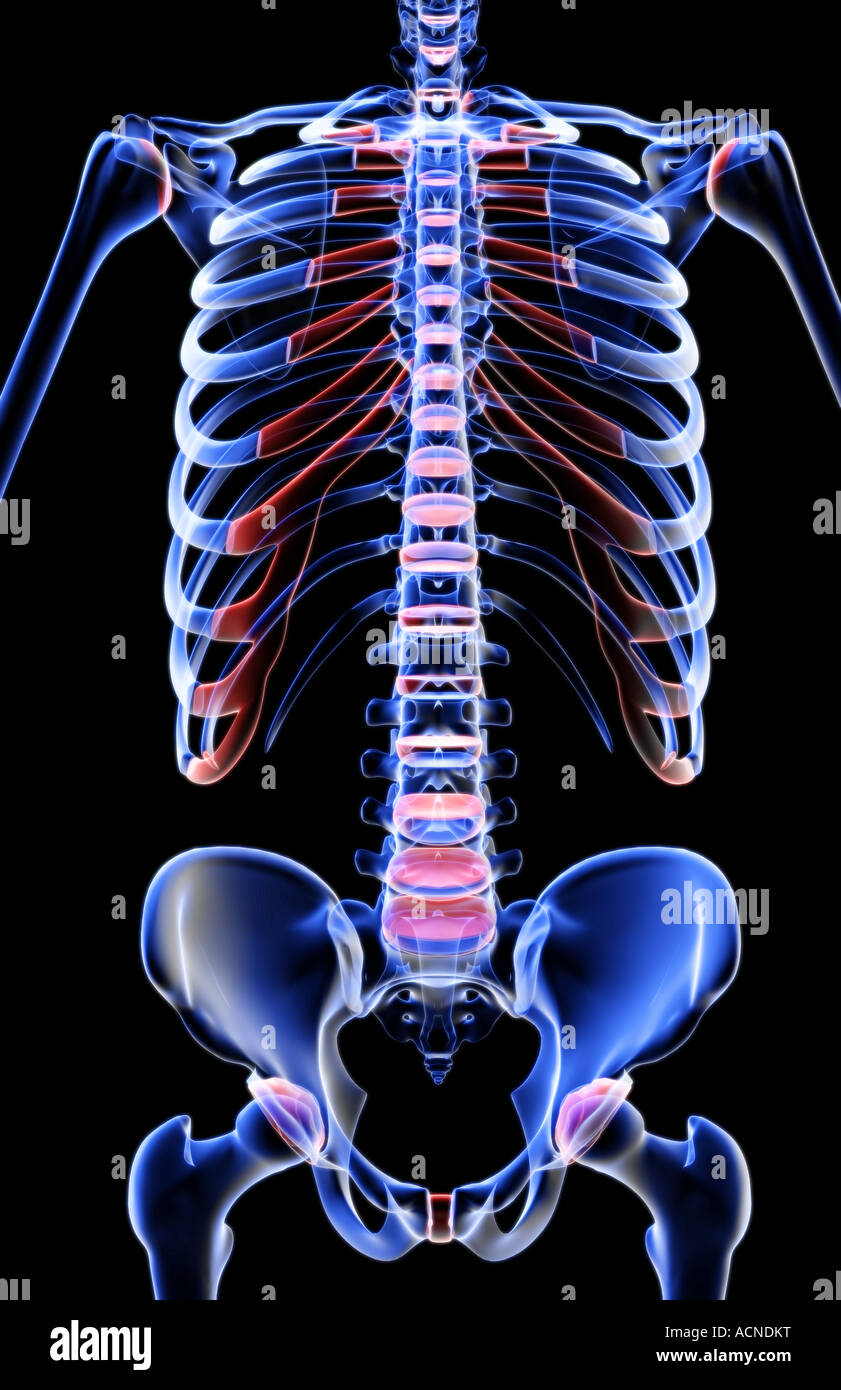 Anatomie du tronc Banque de photographies et d’images à haute ...