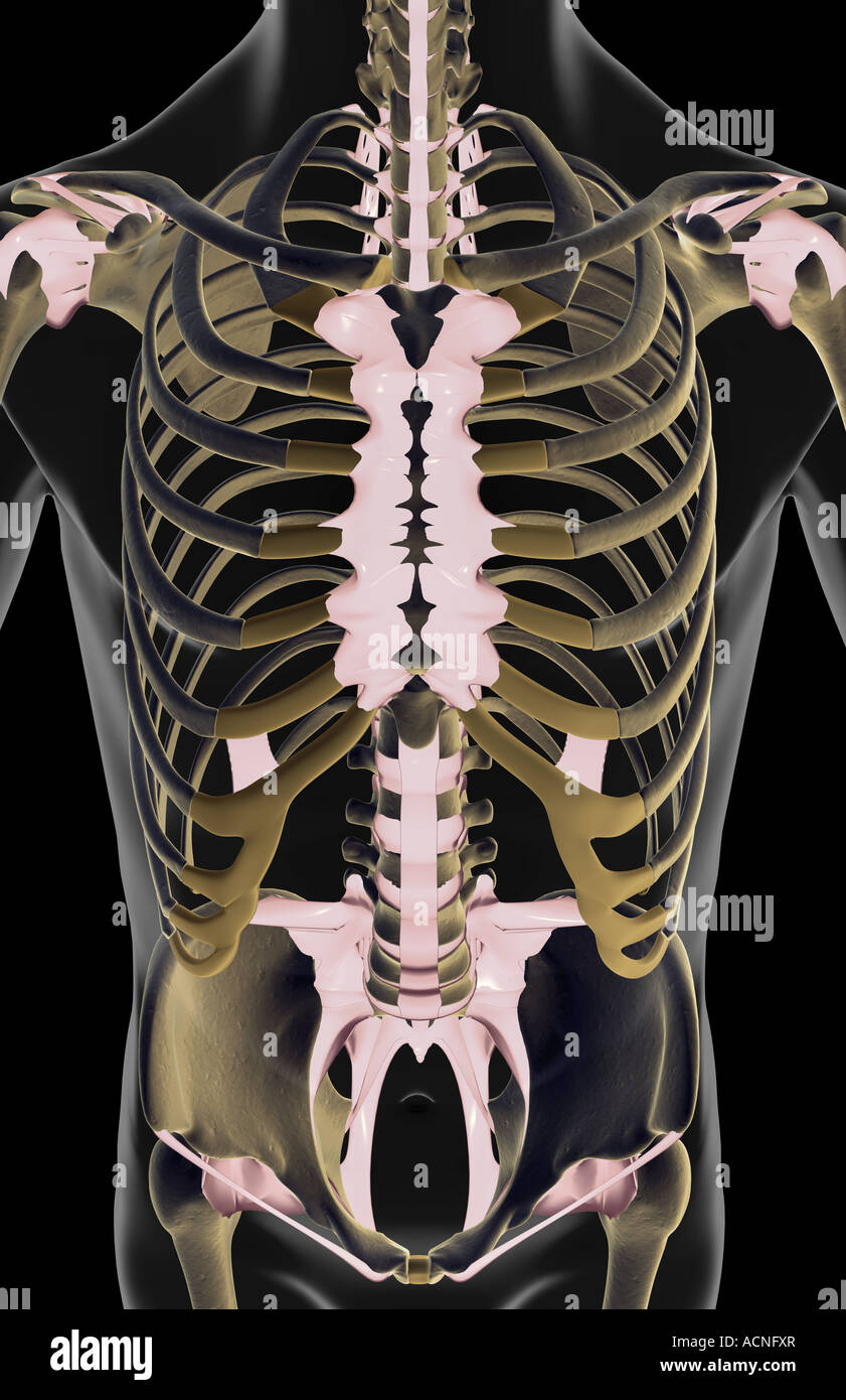 Ligaments du thorax humain Banque de photographies et d’images à haute ...