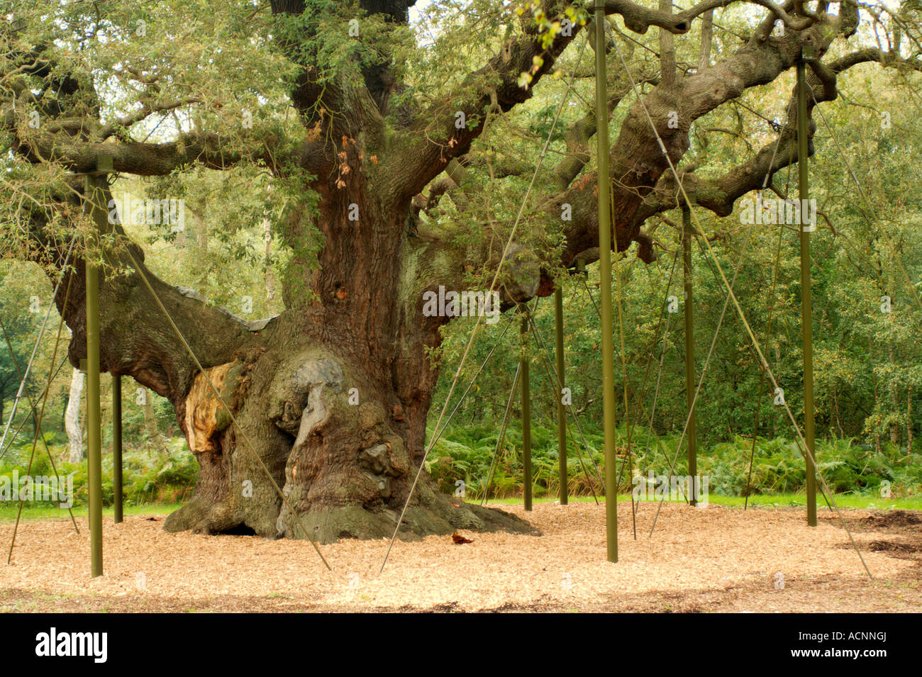 Major oak tree sherwood forest Banque de photographies et d’images à haute résolution - Alamy