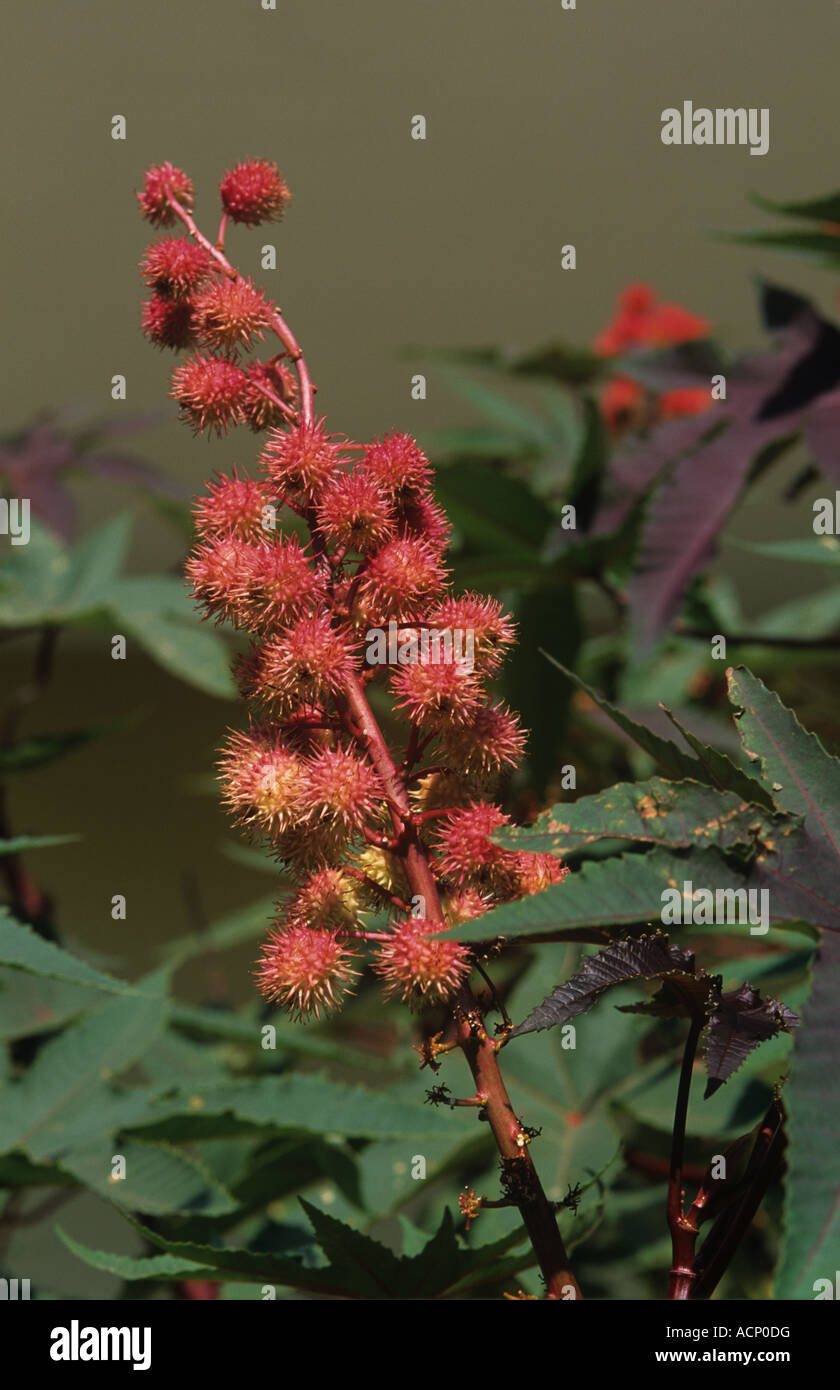 Rizinusbaum oder rizinus ricinus communis Banque de photographies et d ...