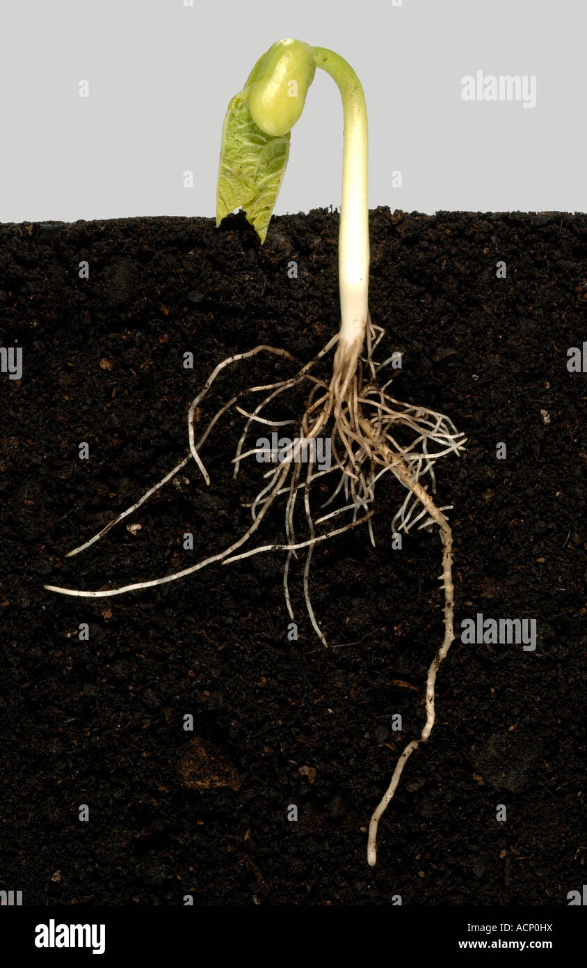 Étape 3 série montrant la germination d'une graine de haricot vert ...