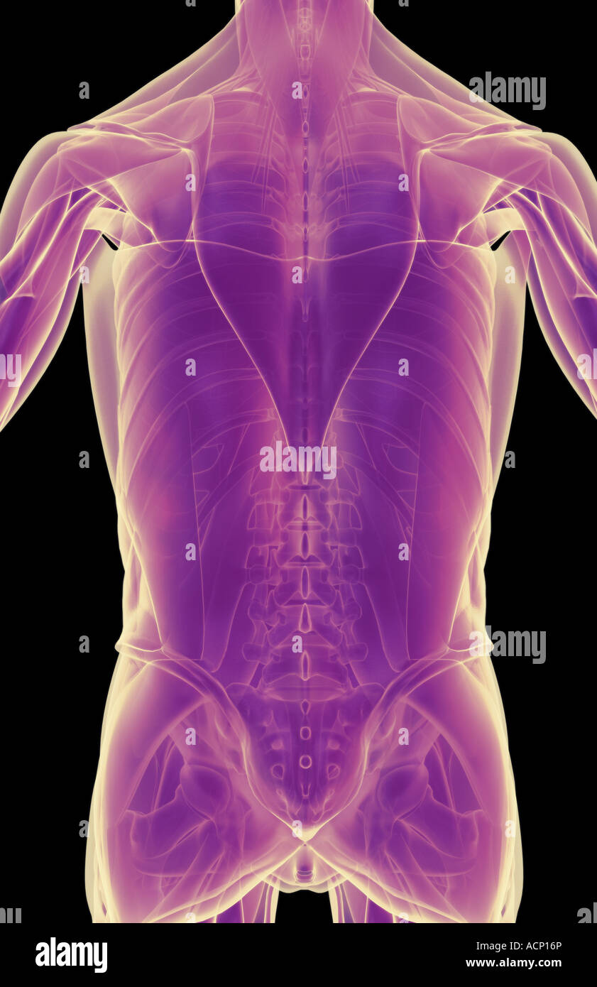 Muscles tronc Banque de photographies et d’images à haute résolution ...