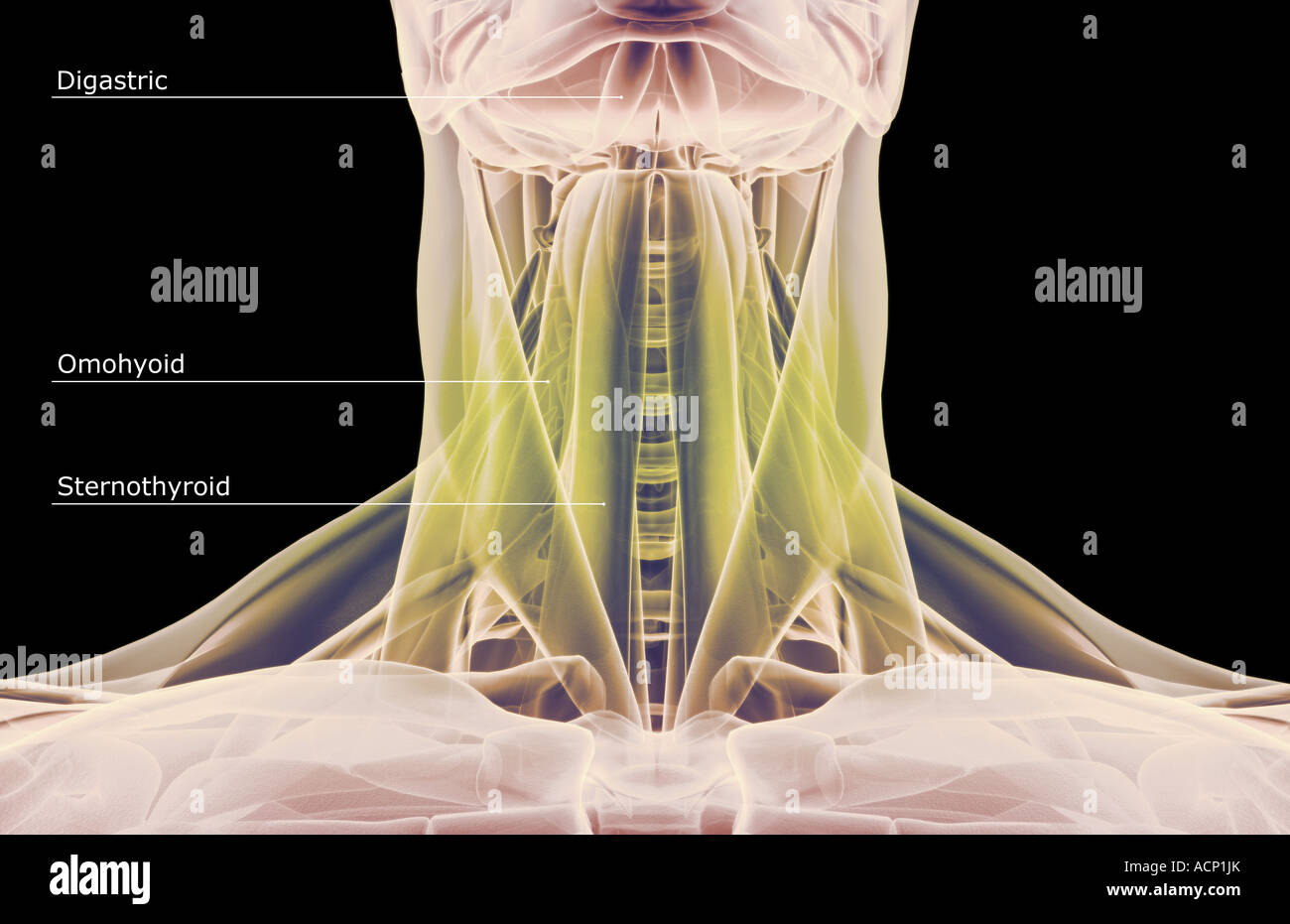 Les muscles du cou humain Banque de photographies et d’images à haute ...