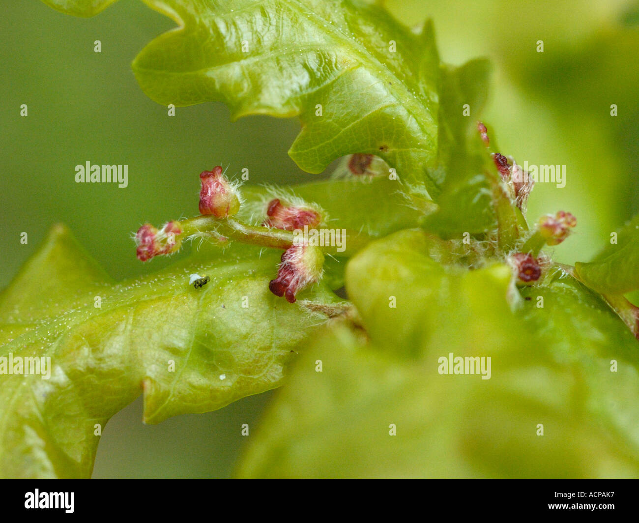 Quercus robur flower Banque de photographies et d’images à haute ...