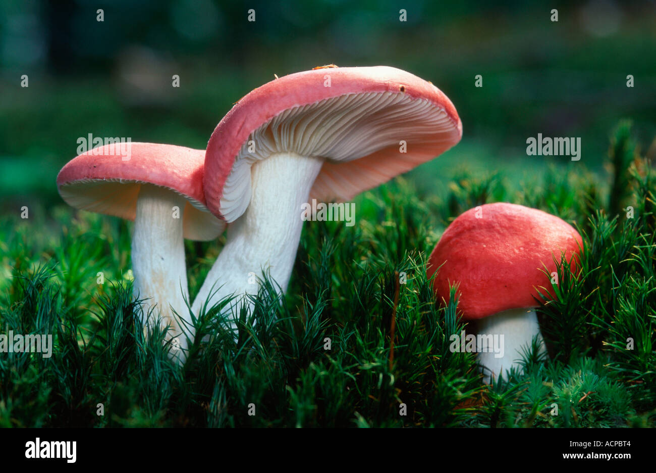 Fragile russula Banque de photographies et d’images à haute résolution ...
