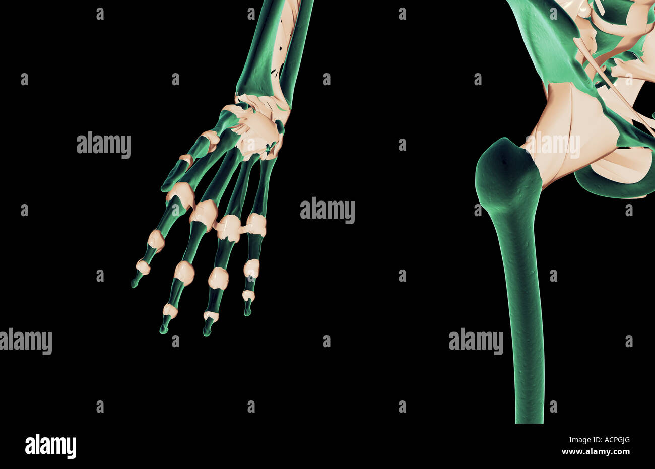 Les ligaments de la hanche Photo Stock - Alamy