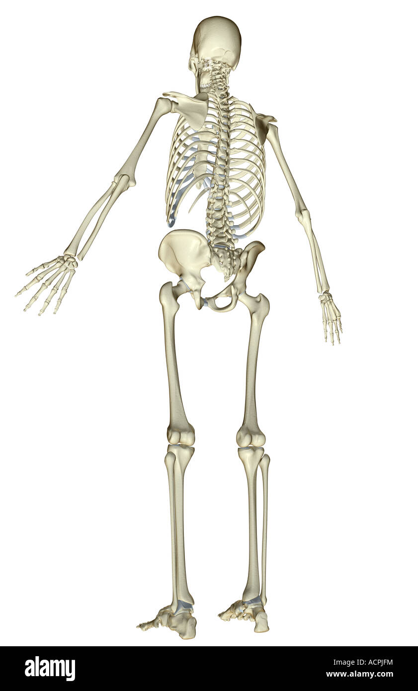 Le système squelettique Banque d'images détourées - Alamy