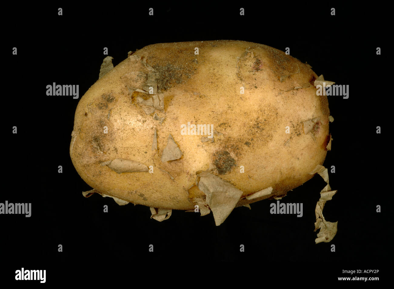 Tubercule de pomme de terre nouvelles ex supermarché avec la peau ...