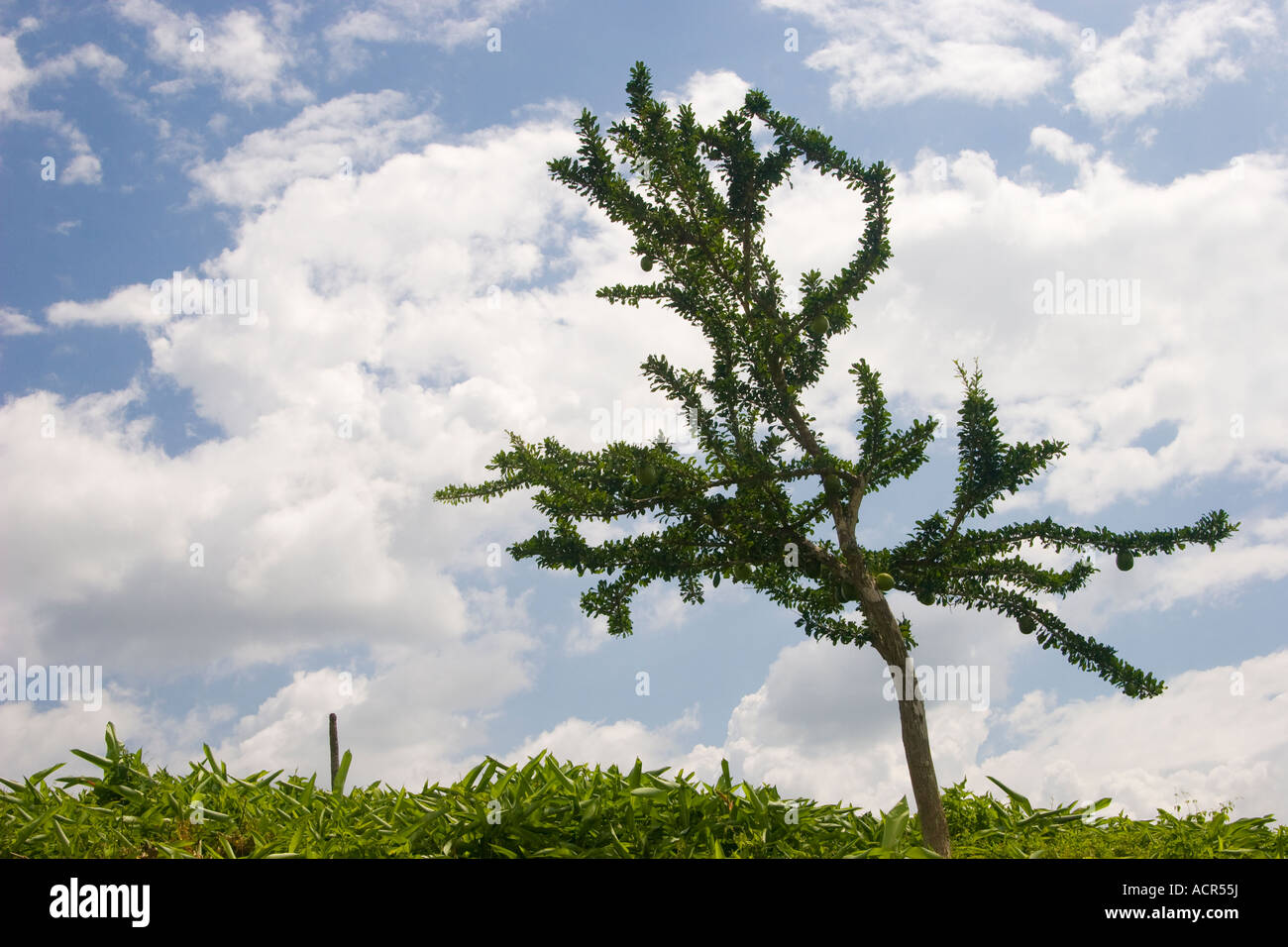 Calabash gourd tree Banque de photographies et d’images à haute ...