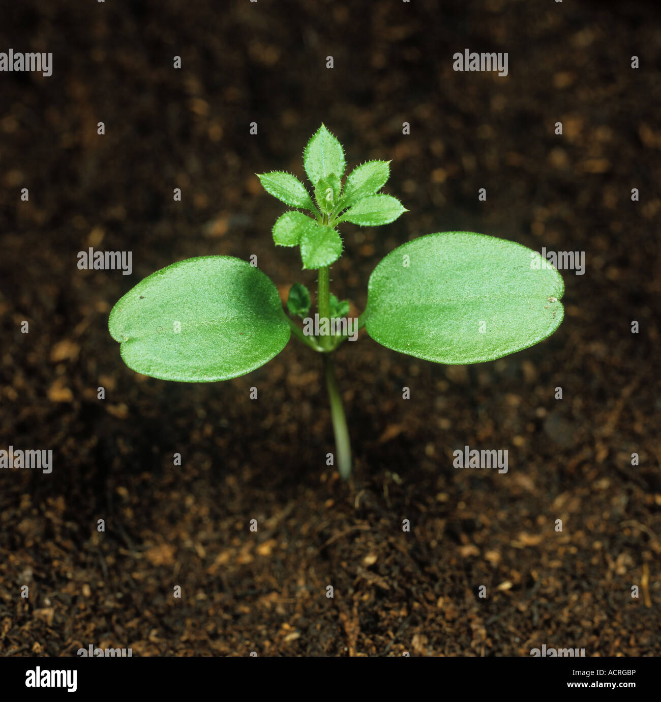 Gaillet gratteron Galium aparine plantule à première vraie feuille ...