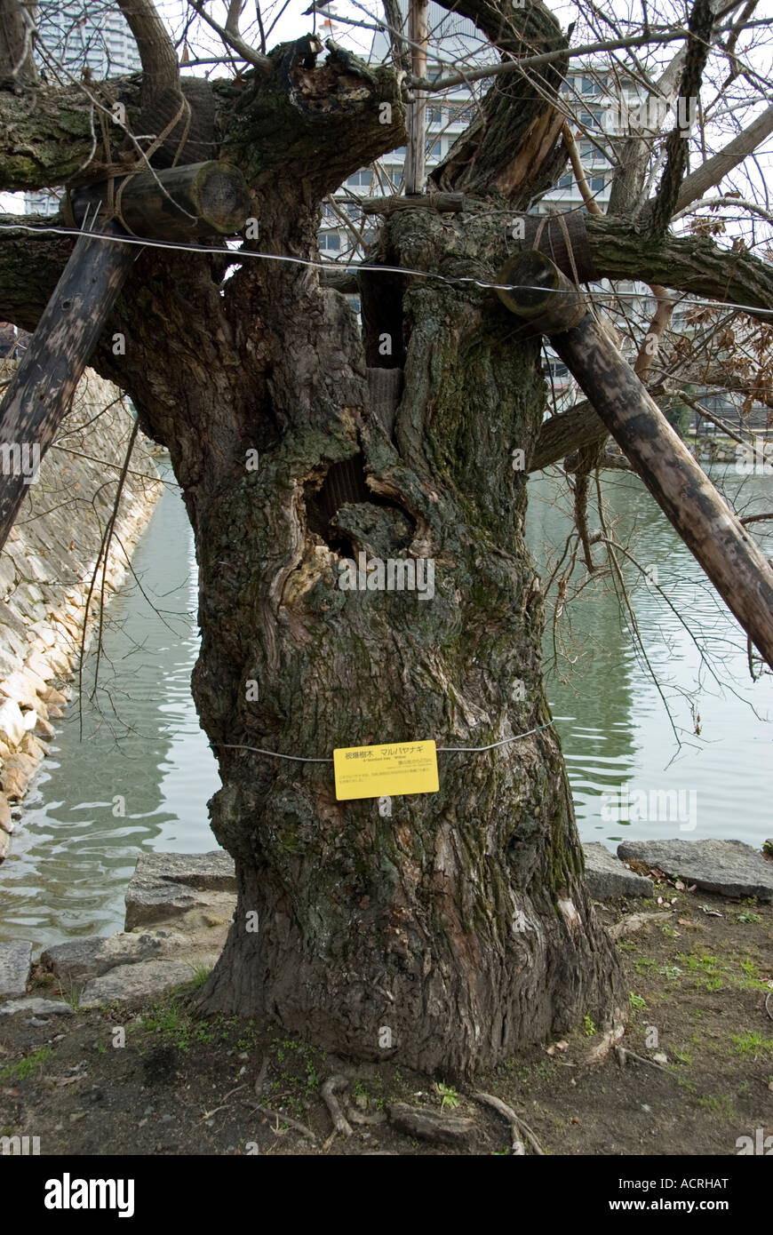 Hiroshima, Japon. Willow Tree - sauf la bombe atomique en 1945. Environ ...