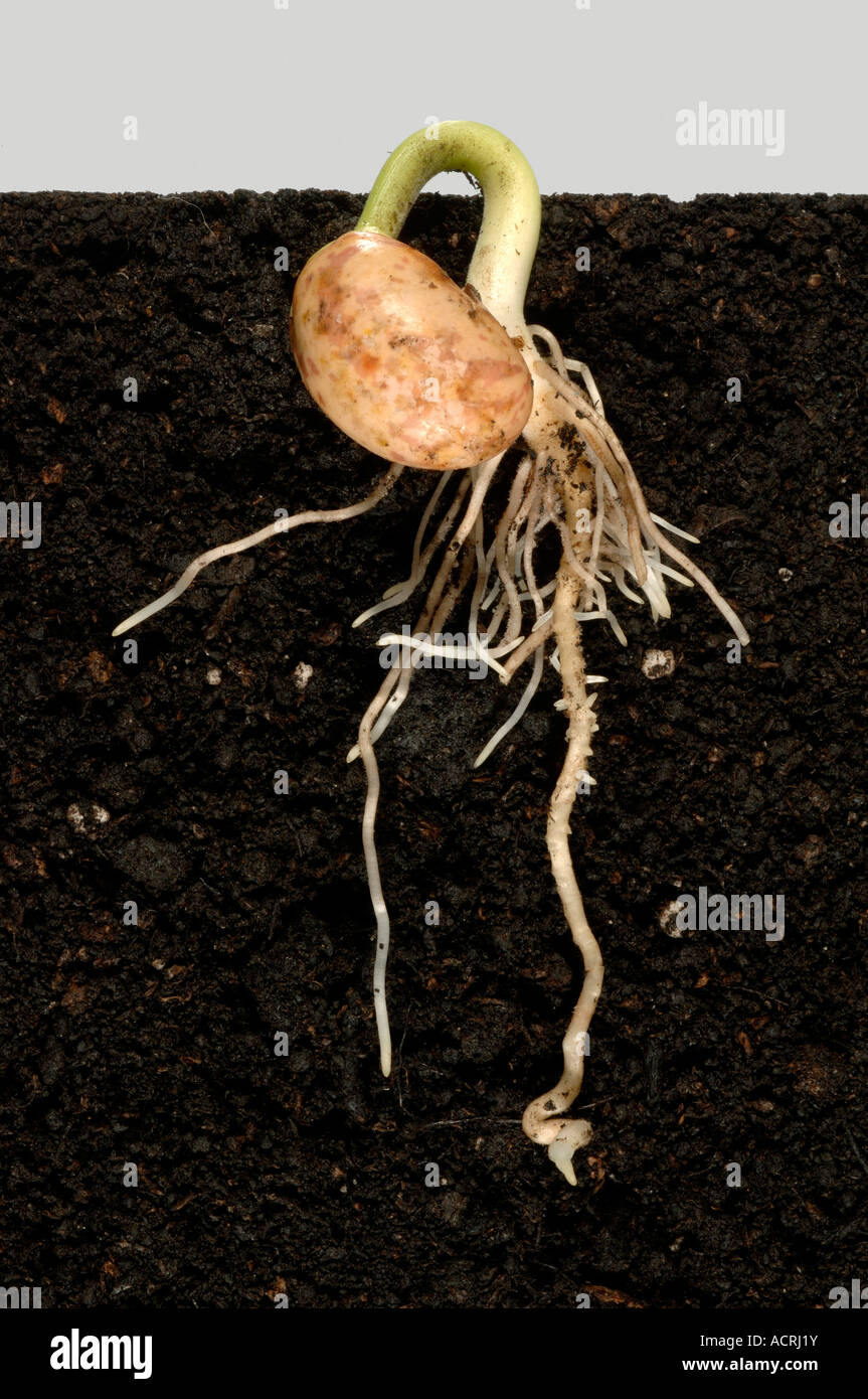 Étape 2 série montrant la germination d'une graine de haricot vert ...