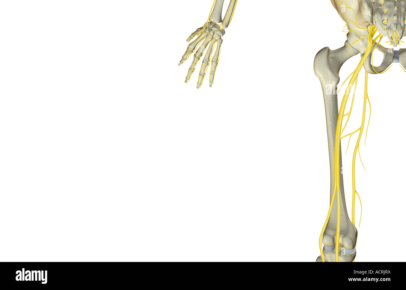 Nervio femoral Banque de photographies et d’images à haute résolution ...