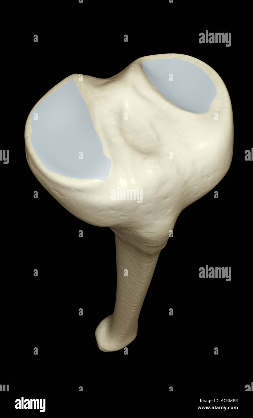 Tibial Condyle Banque d'image et photos - Alamy