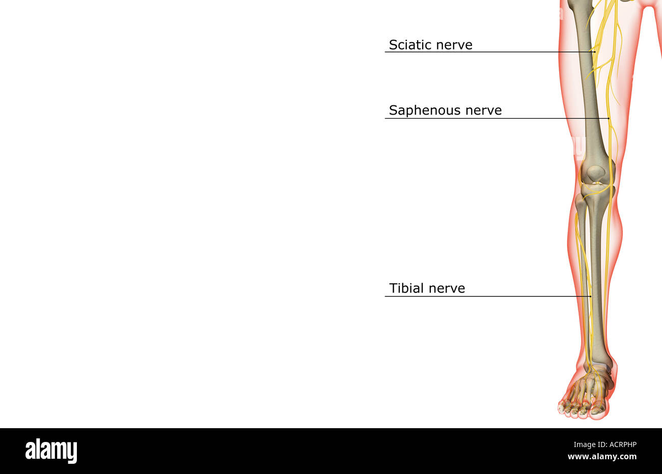 Nerves lower limb Banque de photographies et d’images à haute ...