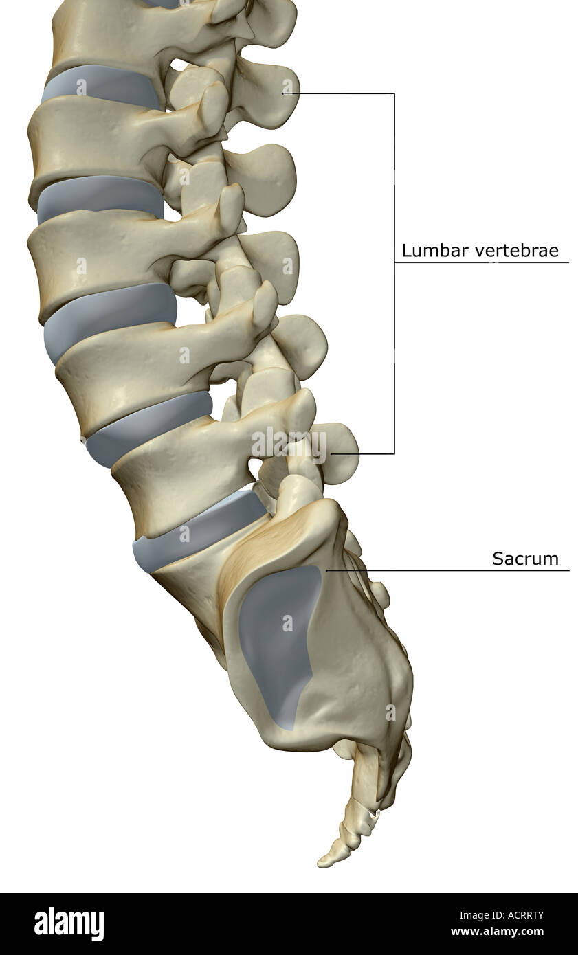 Colone vertebral Banque de photographies et d’images à haute résolution ...