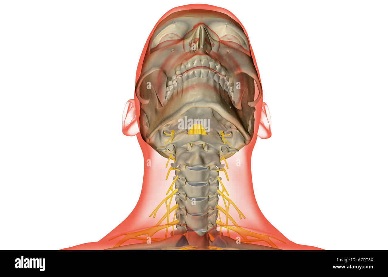 Anatomie du cou nerfs Banque de photographies et d’images à haute ...