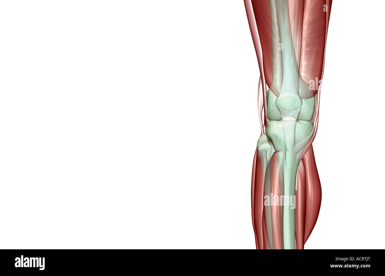 Ligament humain du genou Banque d'images détourées - Alamy