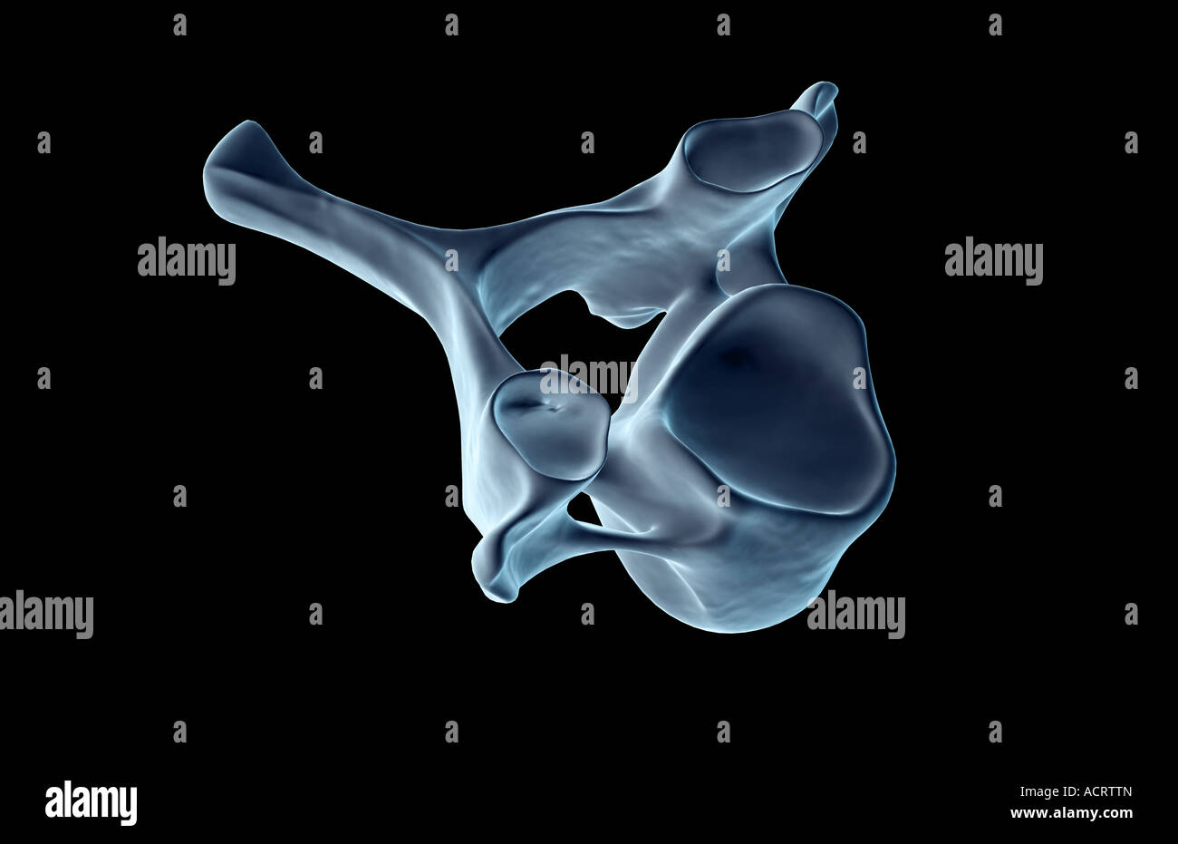 Vertèbre cervicale Banque de photographies et d’images à haute ...