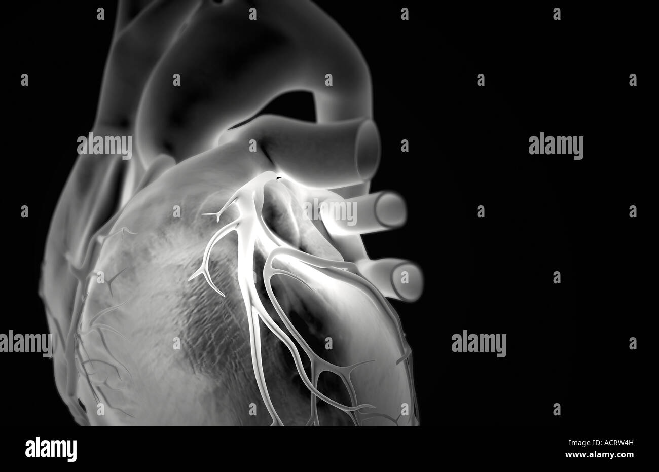 Anatomie cardiaque et vaisseaux sanguins Banque d'images noir et blanc ...