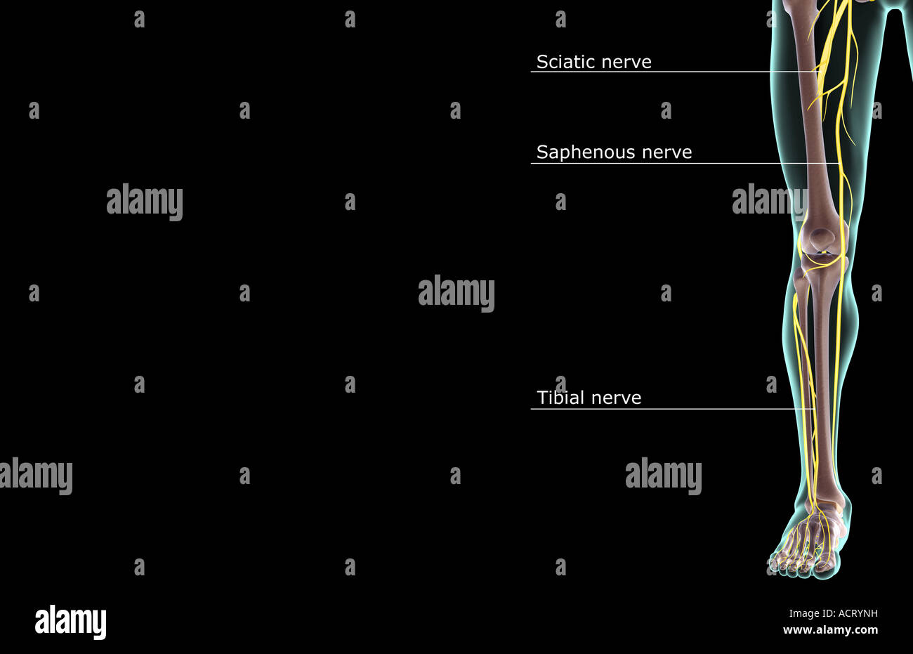 Nerves Lower Limb Banque d'image et photos - Alamy