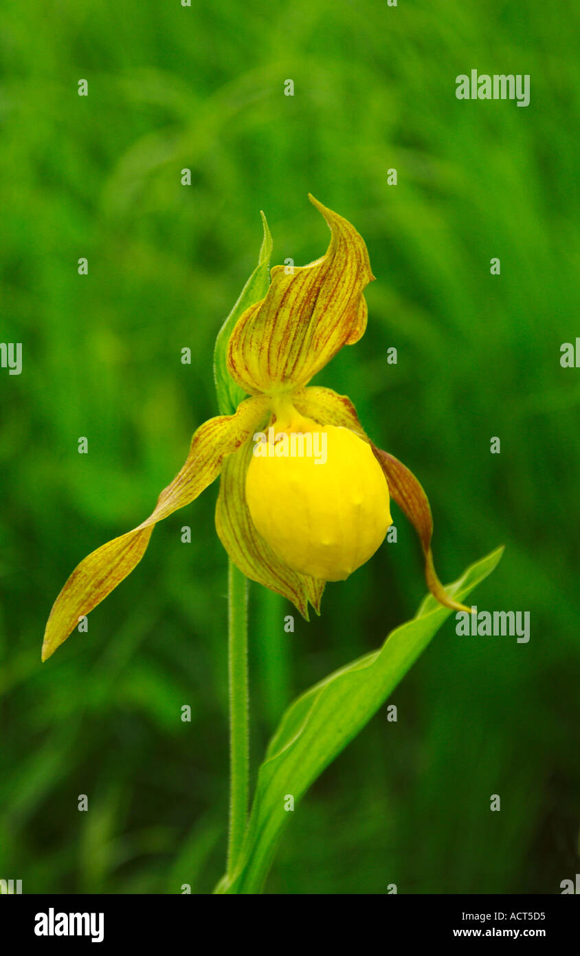 Cypripedium pubescens var pubescens Banque de photographies et d’images ...