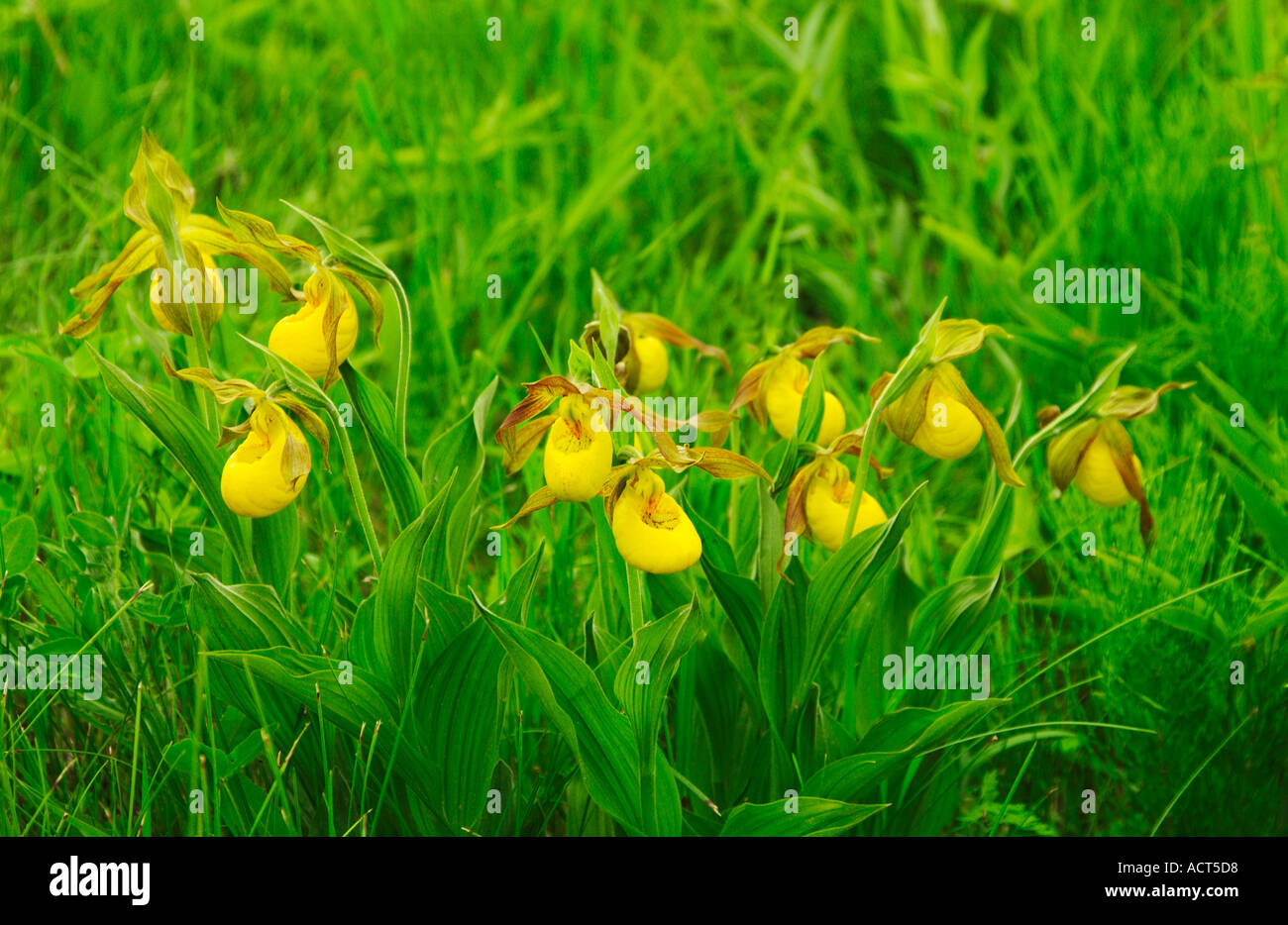 Cypripedium pubescens var pubescens Banque de photographies et d’images ...